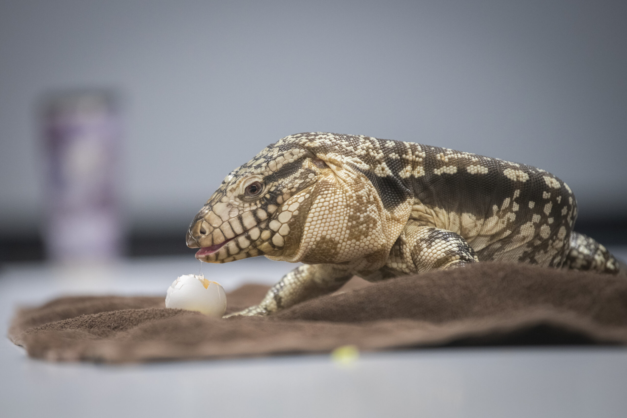 Photo essay: Reptiles visit Clark | ClarkU News
