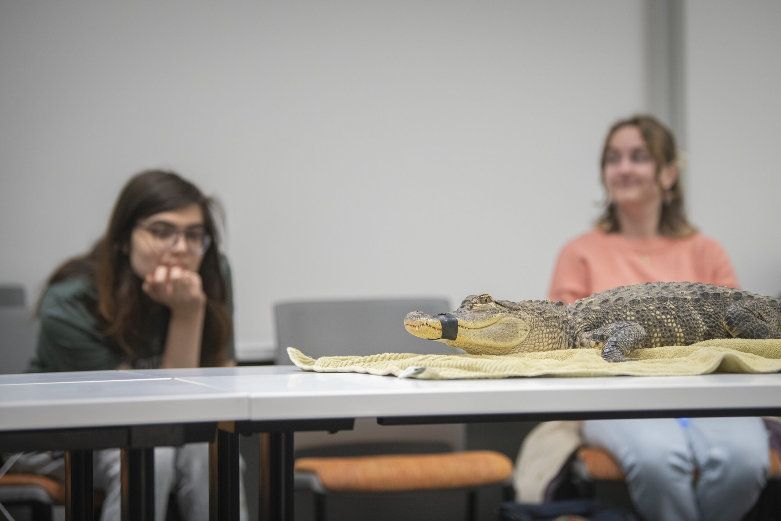 Photo essay: Reptiles visit Clark | ClarkU News