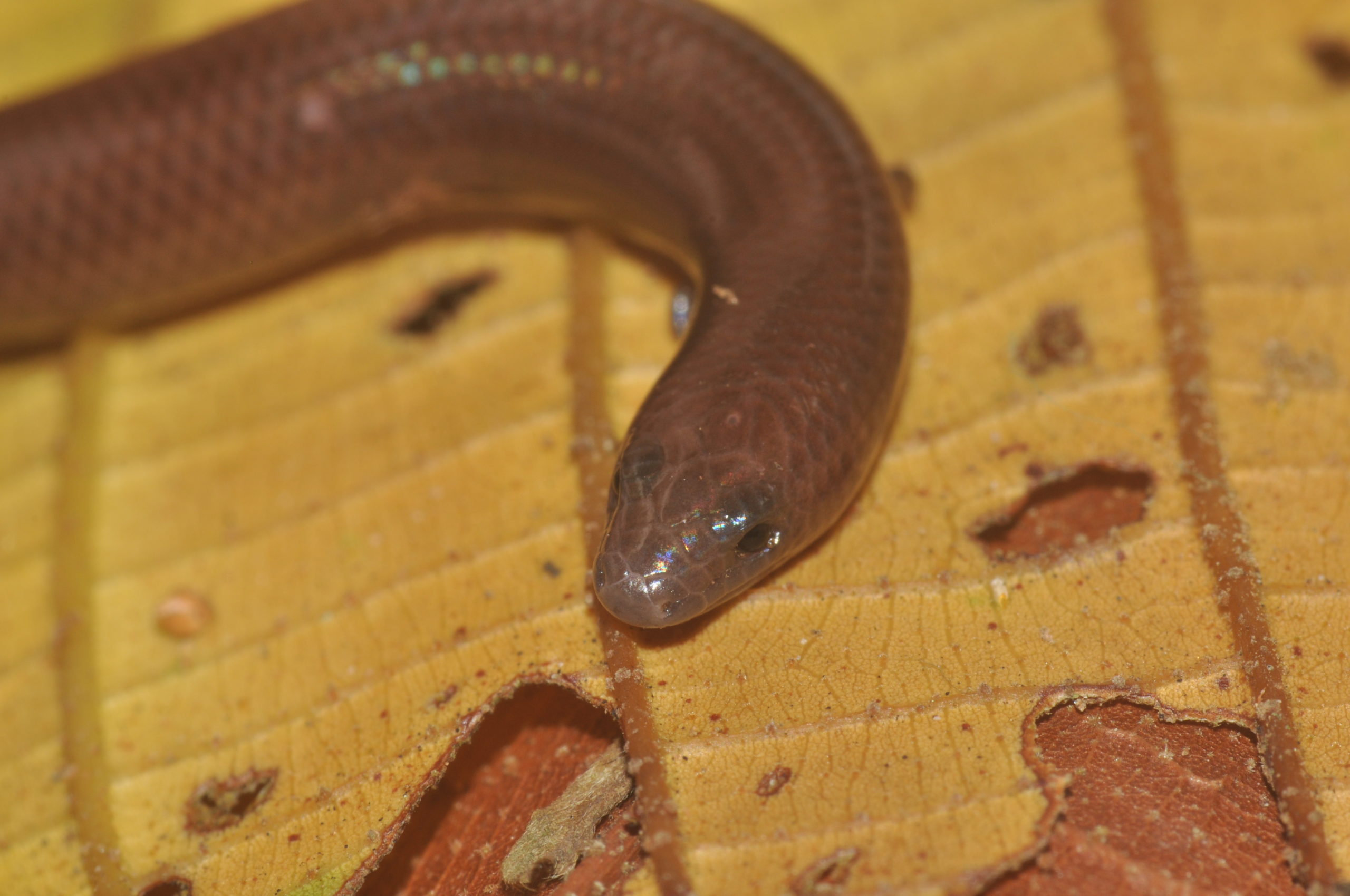 Clark researcher explores how skinks have gotten back on their feet ...