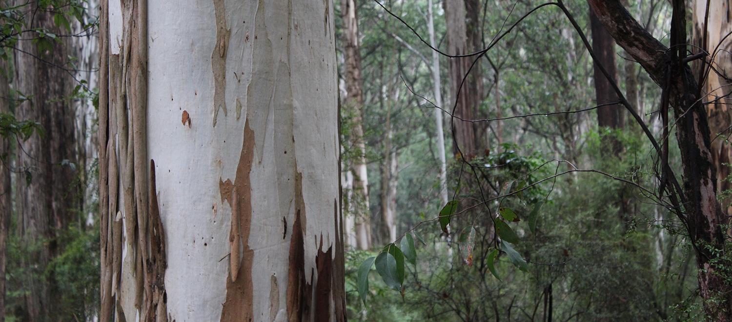 Clark geographer in Australia to study climate change, drought and the ...
